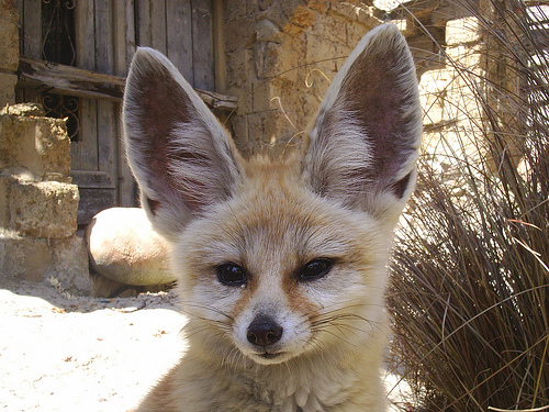 How Much Does A Fennec Fox Cost HowMuchIsIt