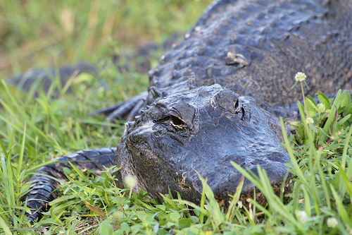 How Much Do Gator Tags Cost HowMuchIsIt