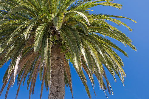How Much Does A Palm Tree Cost HowMuchIsIt