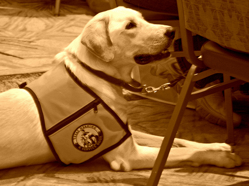 How Much Does A Service Dog Cost HowMuchIsIt