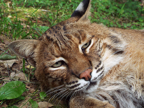 How Much Does A Bobcat Cost HowMuchIsIt
